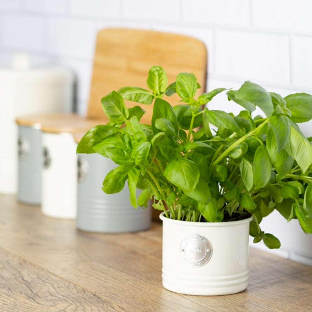 Typhoon – The Deco Journal